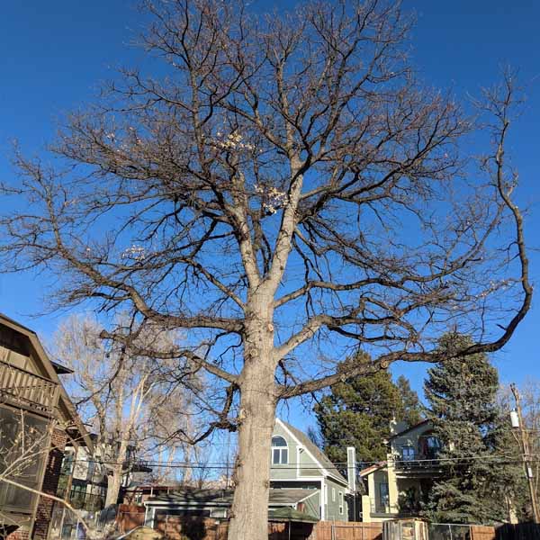 Salvaged Wood From Urban Trees : Denver Wood Slabs
